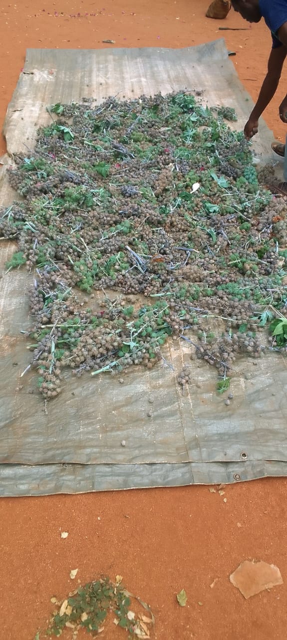 Castor Seeds – Agristainability Company Limited