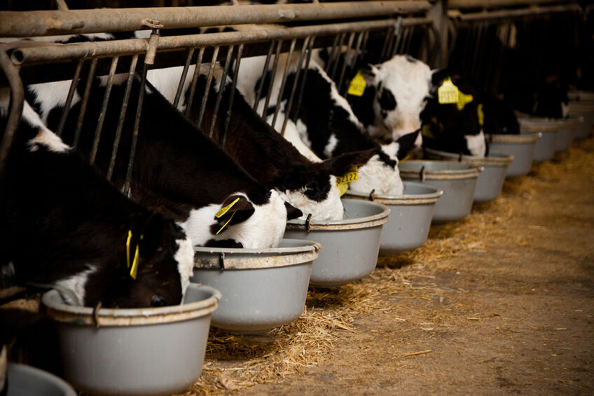 Feed Additives – Agristainability Company Limited